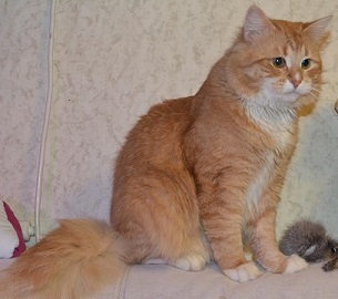 Cattery of Siberian cats Vlasta Line - Kittens Available