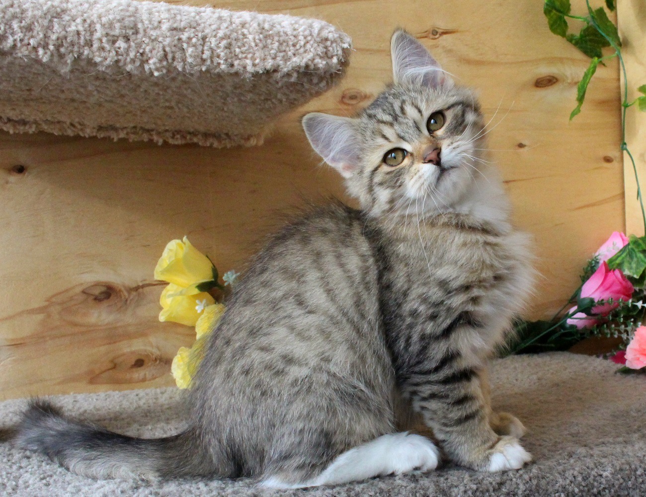 Cattery of Siberian cats Vlasta Line - Kittens Available
