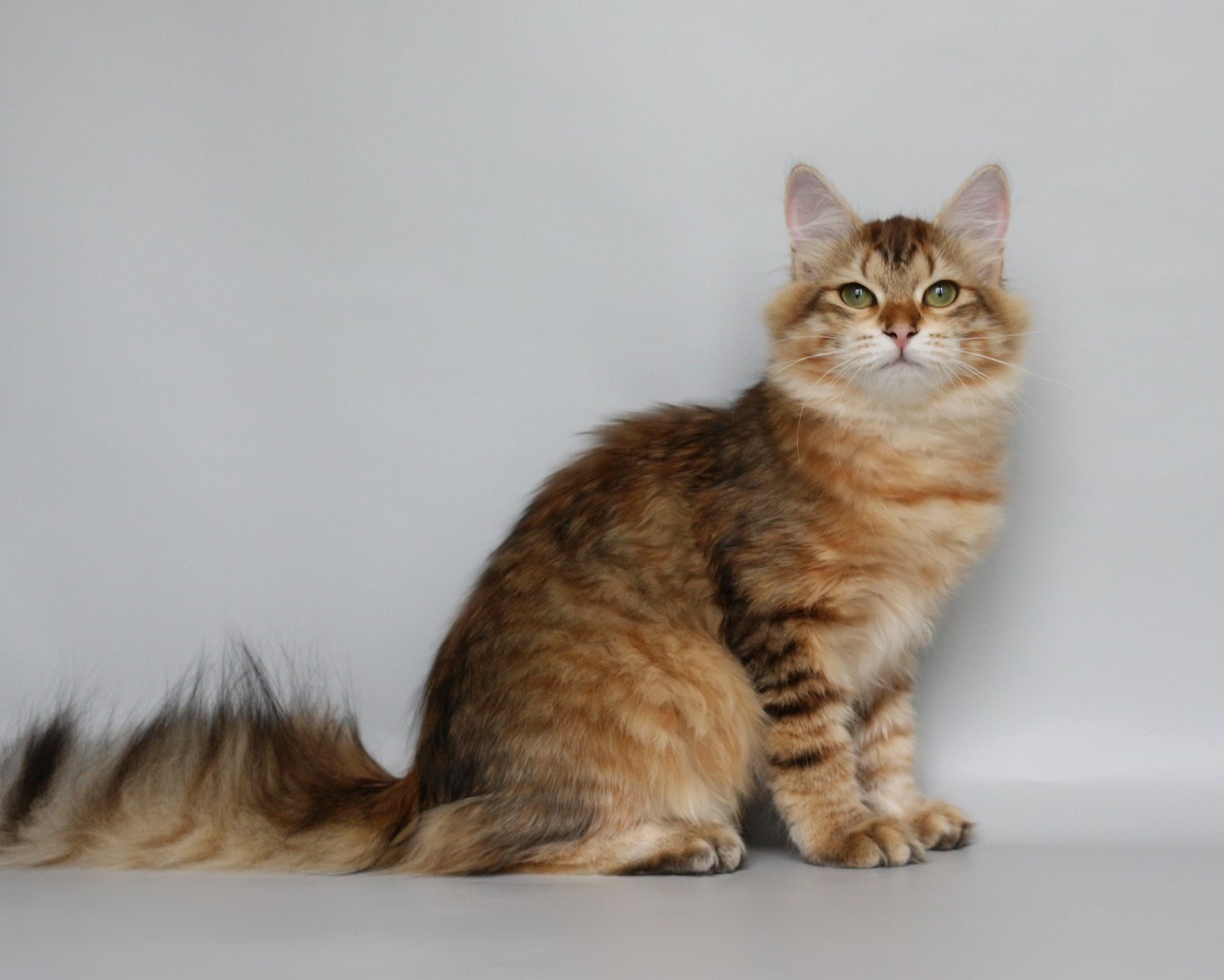 Cattery of Siberian cats Vlasta Line - Kittens Available